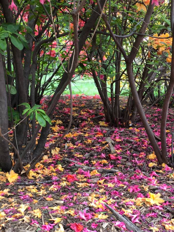 God’s Grandeur: Praying with Poetry – Being Benedictine