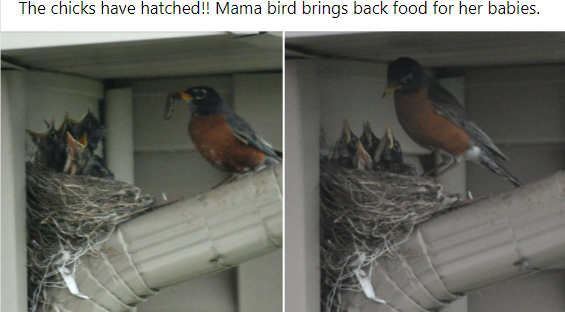 The Birds Are Still My Prayer – Being Benedictine